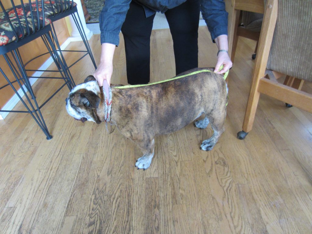 Basic Dog Pattern | Create Whimsy | Projects for our Furry Friends