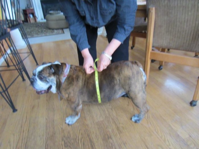 Basic Dog Pattern | Create Whimsy | Projects for our Furry Friends