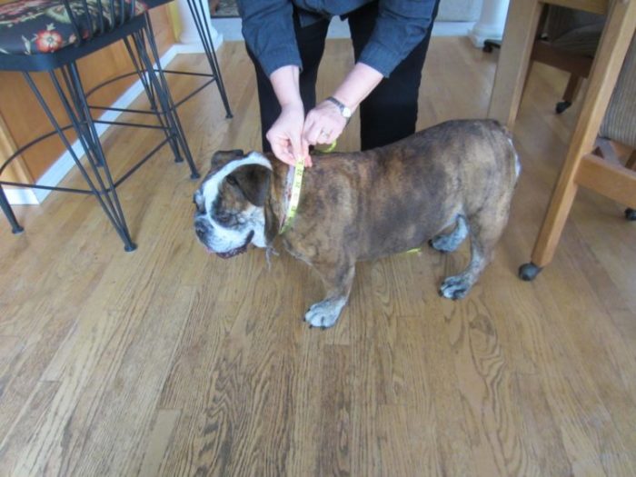 Basic Dog Pattern | Create Whimsy | Projects for our Furry Friends